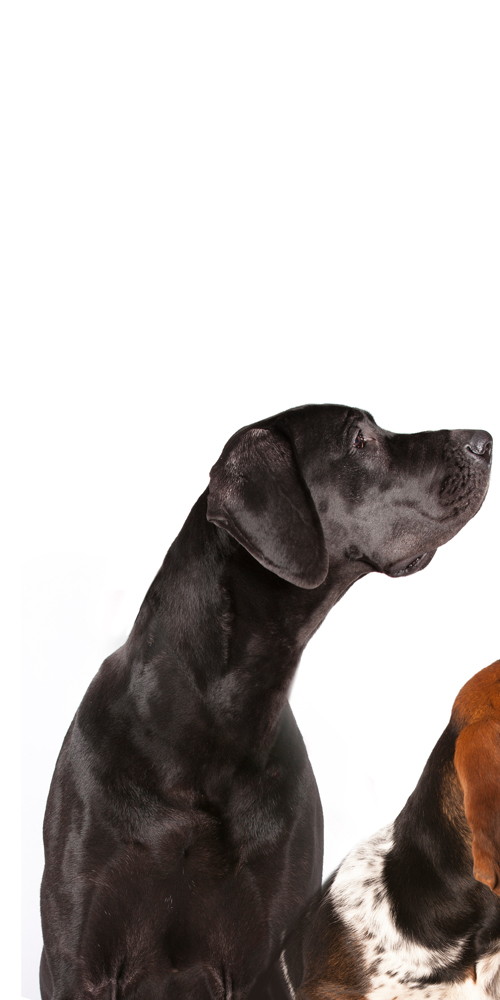 D-dogポータルサイト